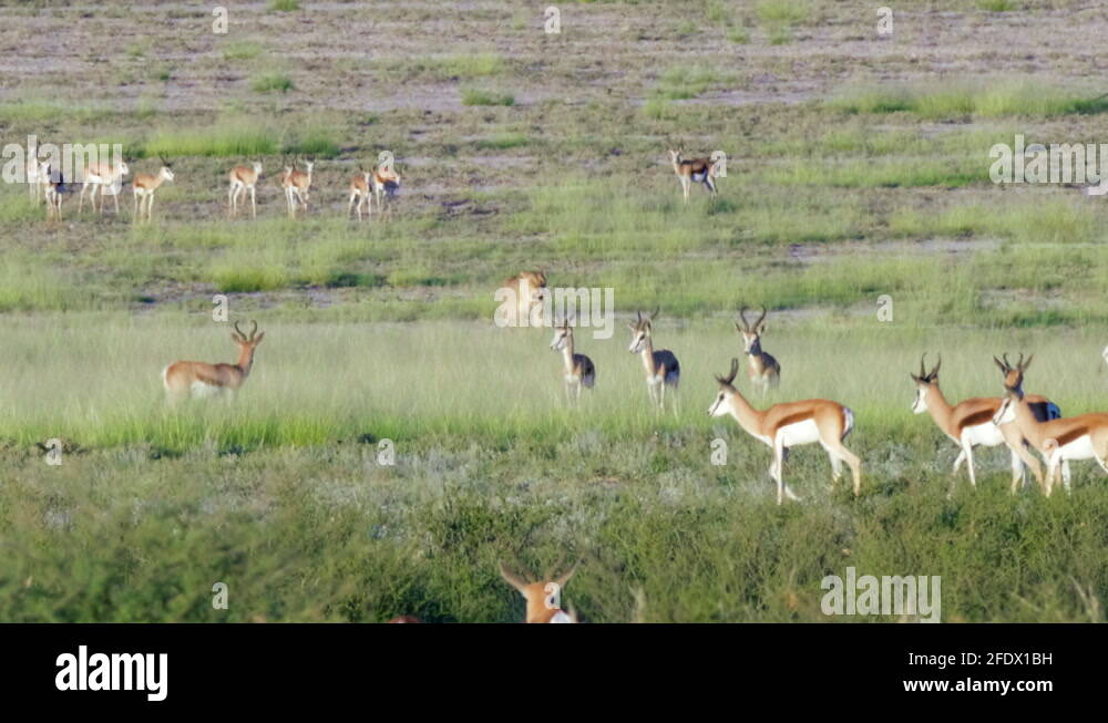 Springbok lion prey Stock Videos & Footage - HD and 4K Video Clips - Alamy