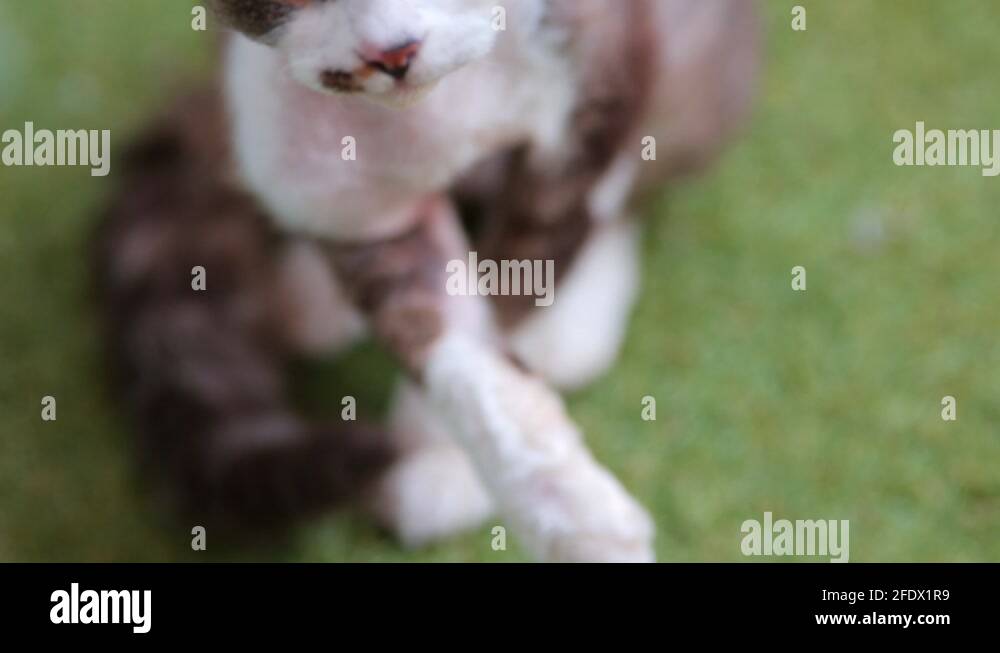 Adapt animal Stock Videos & Footage - HD and 4K Video Clips - Alamy