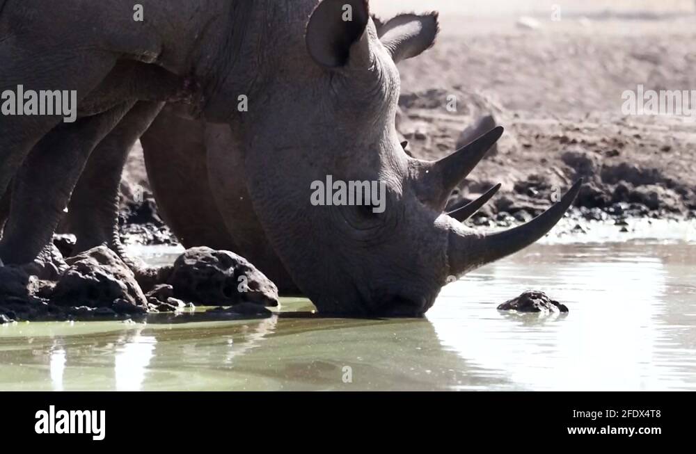 A RHINO CAPTURED AS IT TAKES WATER FROM A POOL OF WATER IN THE JUNGLE ...