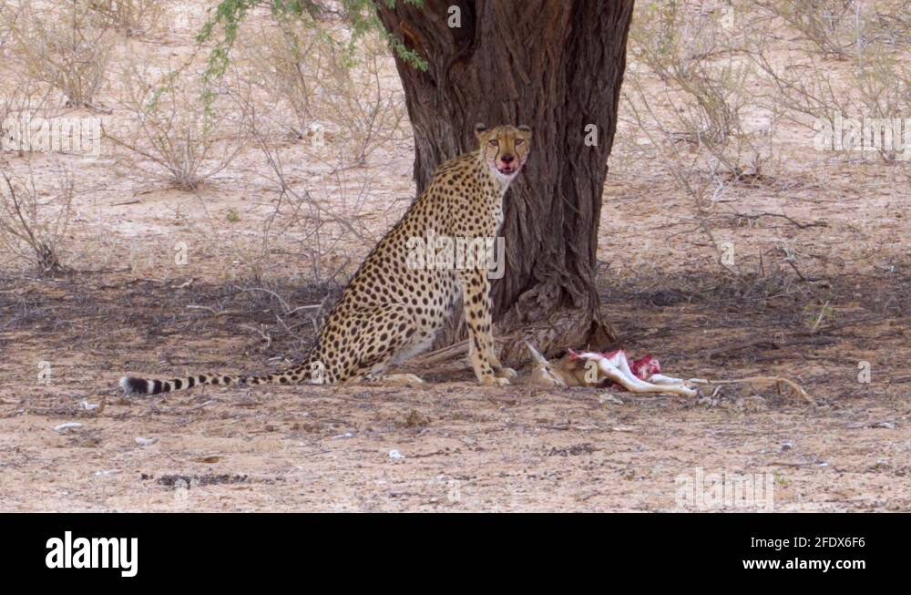 Cheetah with bloody face Stock Videos & Footage - HD and 4K Video Clips ...