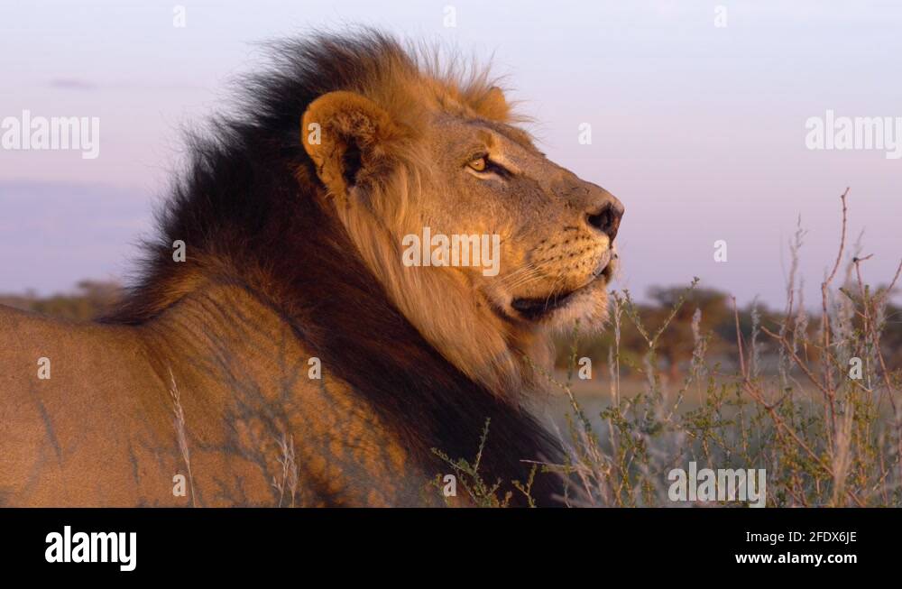 Lion violet Stock Videos & Footage - HD and 4K Video Clips - Alamy