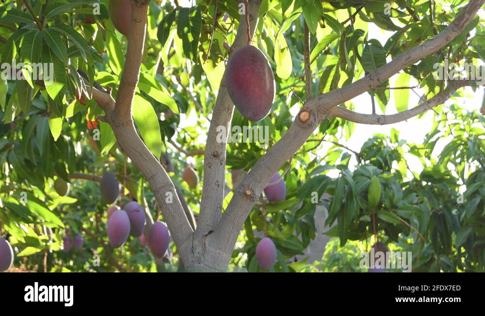 Mangoes in a tree Stock Videos & Footage - HD and 4K Video Clips - Alamy