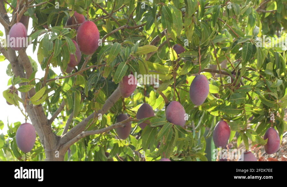 Mango tree mangoes Stock Videos & Footage - HD and 4K Video Clips - Alamy