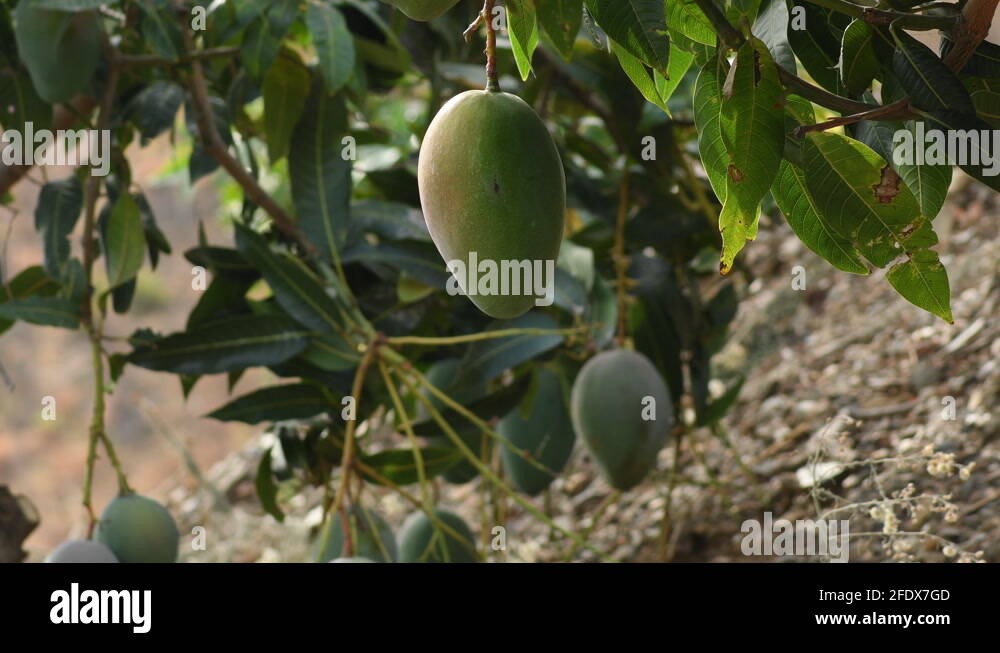 Mango tree mangifera indica fruits Stock Videos & Footage - HD and 4K ...