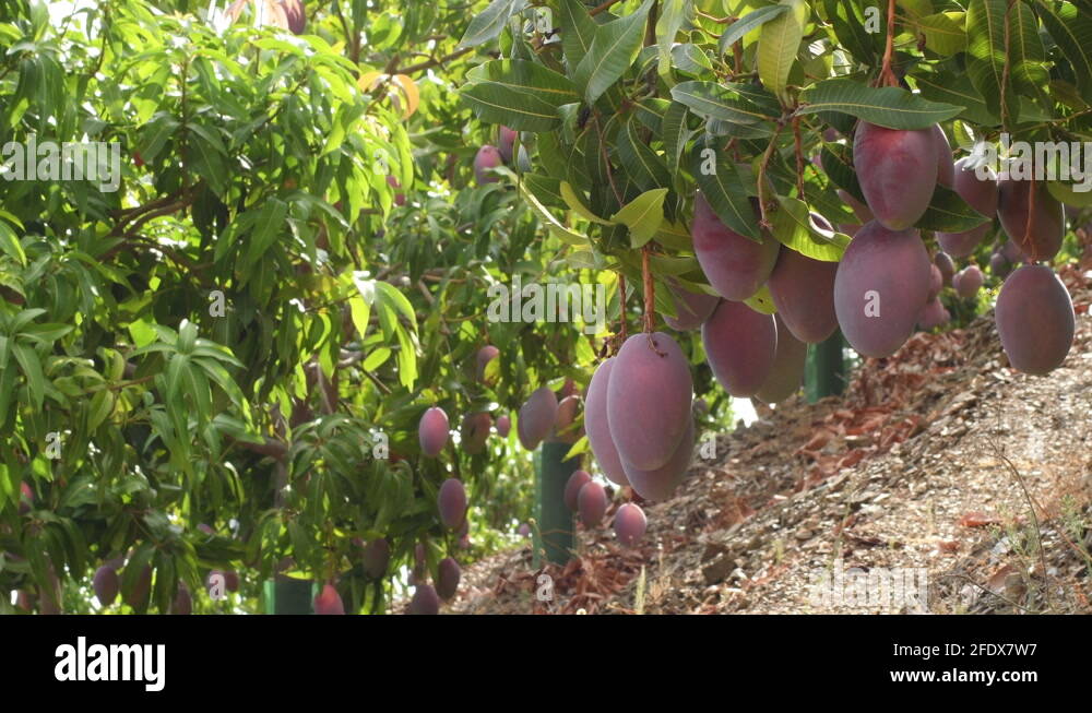 Ripe mangoes hanging in a mango tree in a plantation of fruit trees ...