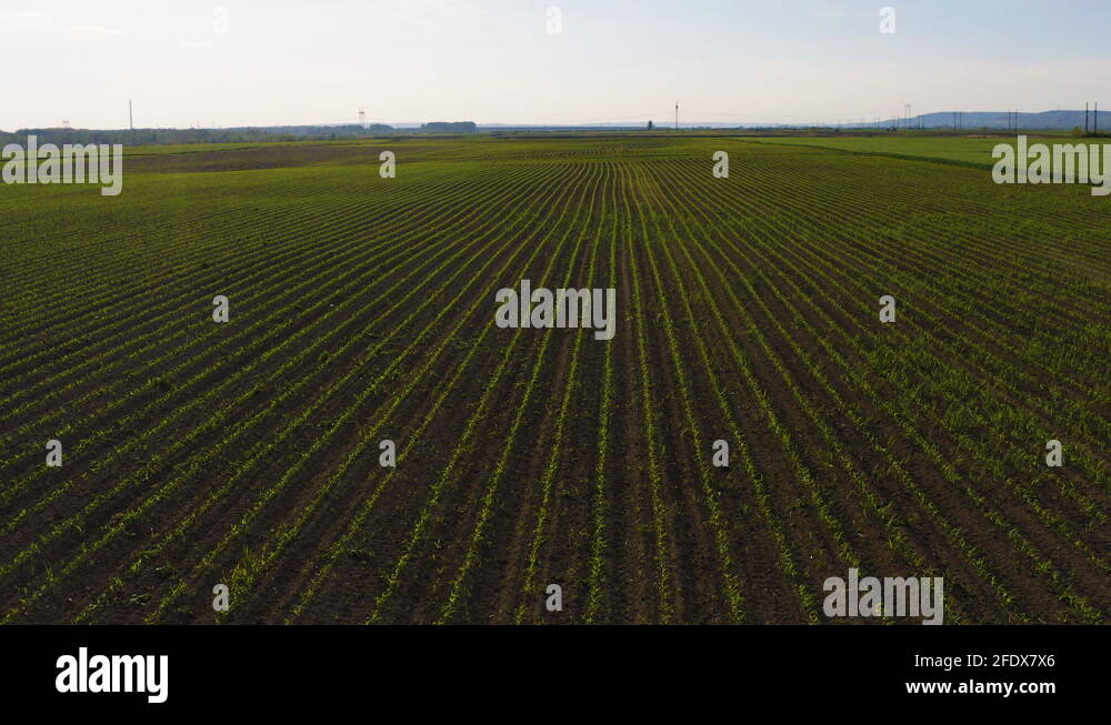 texture of line lines on an agricultural field after plowing the soil ...
