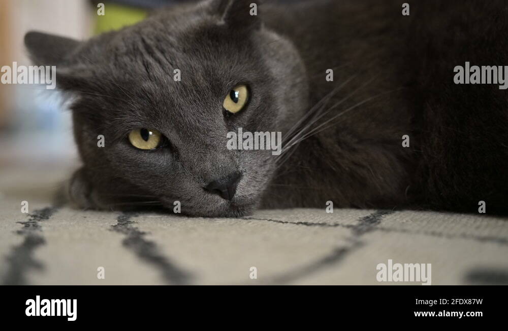Evil looking cat Stock Videos & Footage - HD and 4K Video Clips - Alamy