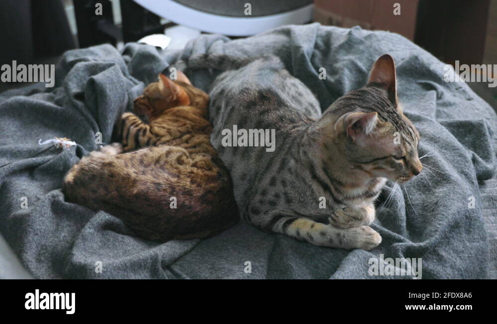 Different big cats Stock Videos & Footage - HD and 4K Video Clips - Alamy