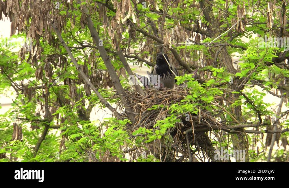 Ravens nesting Stock Videos & Footage - HD and 4K Video Clips - Alamy