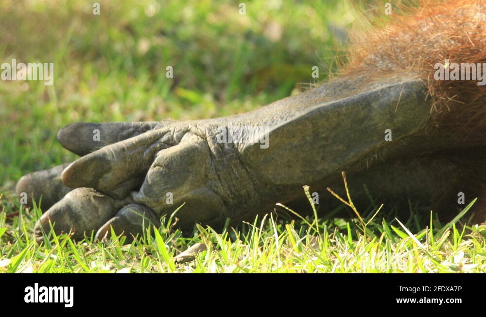 Capybara image Stock Videos & Footage - HD and 4K Video Clips - Alamy