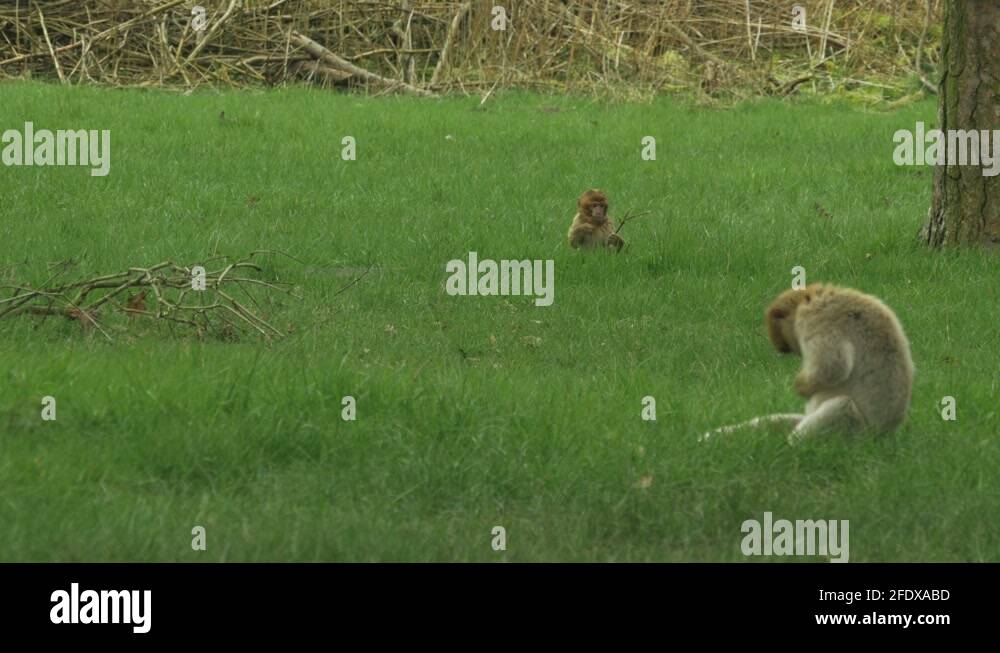 Adult magot Stock Videos & Footage - HD and 4K Video Clips - Alamy