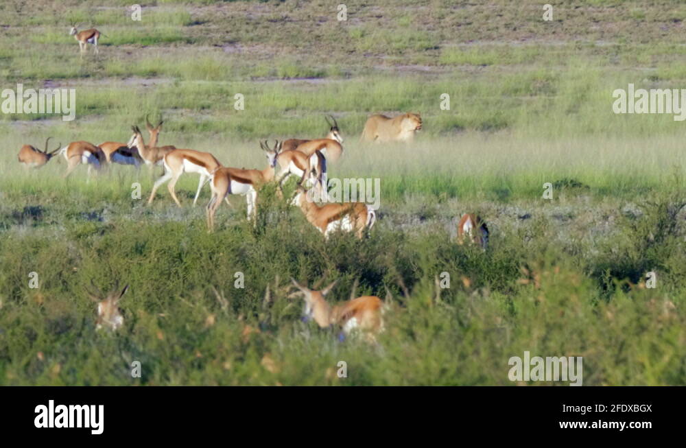 A herd springbok Stock Videos & Footage - HD and 4K Video Clips - Alamy