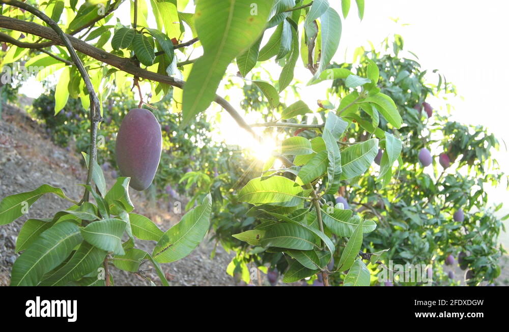 Mango hanging in a mango tree at sunset in a agricultural plantation ...
