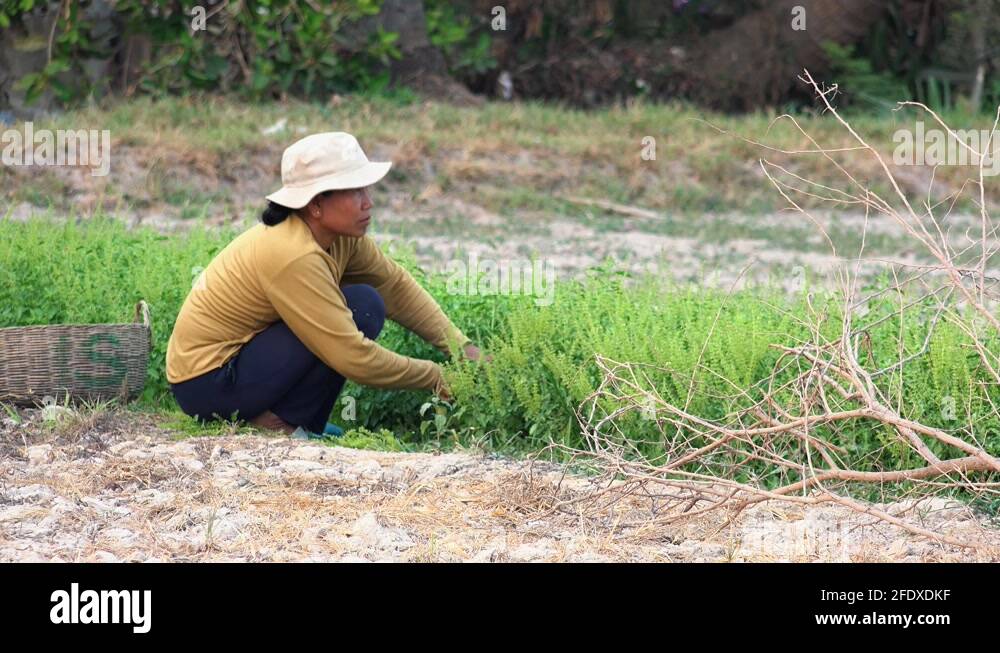 Lady picking crops Stock Videos & Footage - HD and 4K Video Clips - Alamy