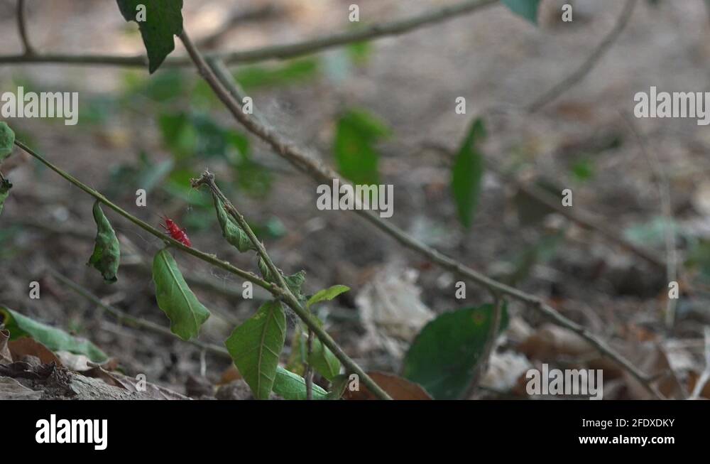 Jungle bug Stock Videos & Footage - HD and 4K Video Clips - Alamy
