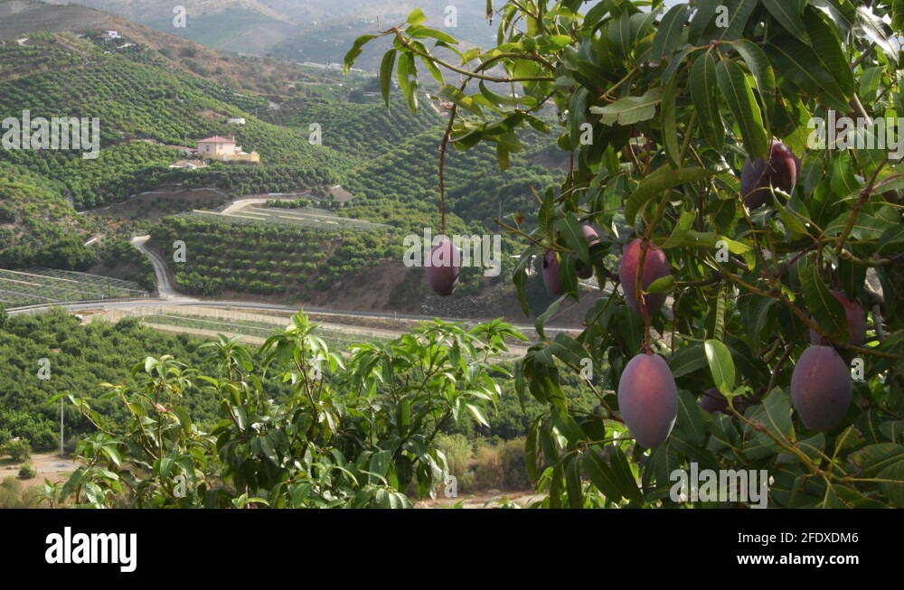 Mango plantations Stock Videos & Footage - HD and 4K Video Clips - Alamy