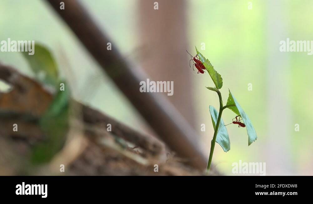 South east asian insects Stock Videos & Footage - HD and 4K Video Clips ...