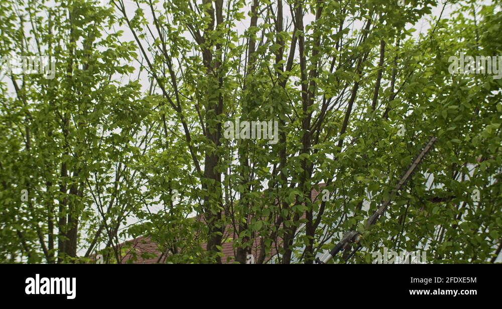 Hedge damage Stock Videos & Footage - HD and 4K Video Clips - Alamy