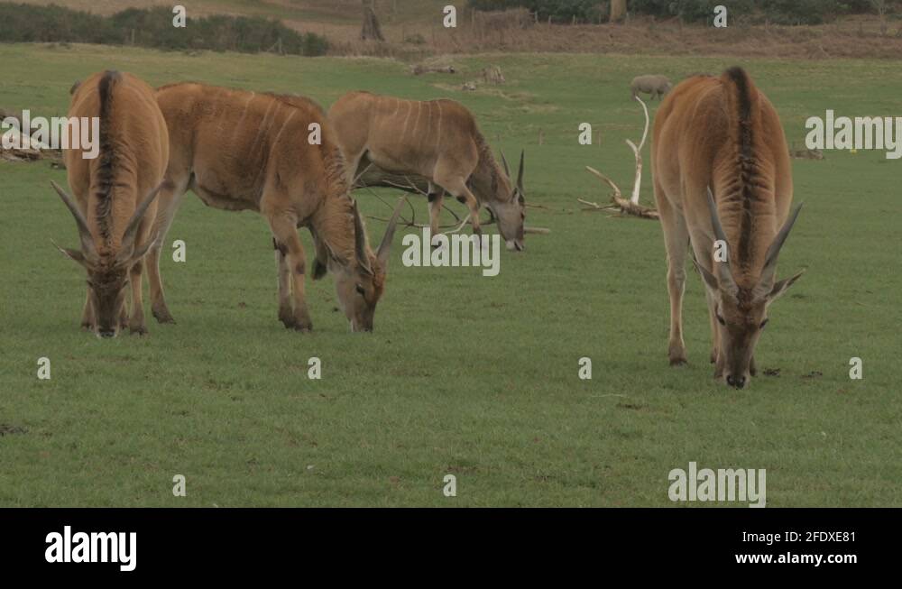 Diet of antelope and mammals Stock Videos & Footage - HD and 4K Video ...