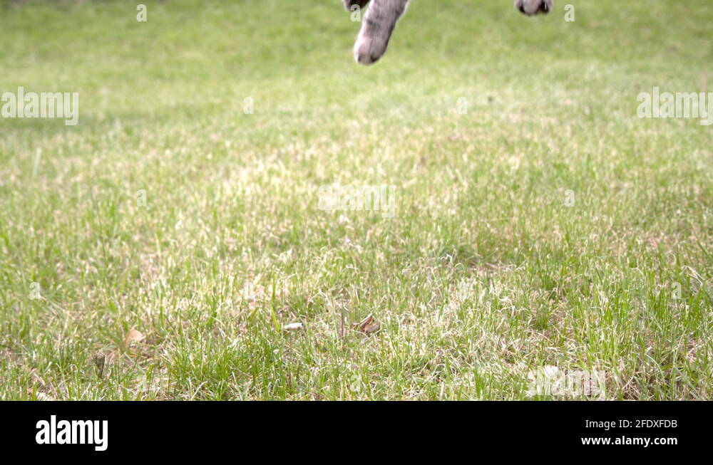 Cat paws landing Stock Videos & Footage - HD and 4K Video Clips - Alamy