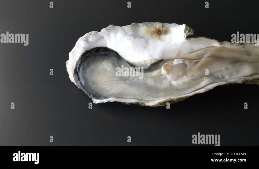 Pacific oyster giant pacific oyster Stock Videos & Footage - HD and 4K ...