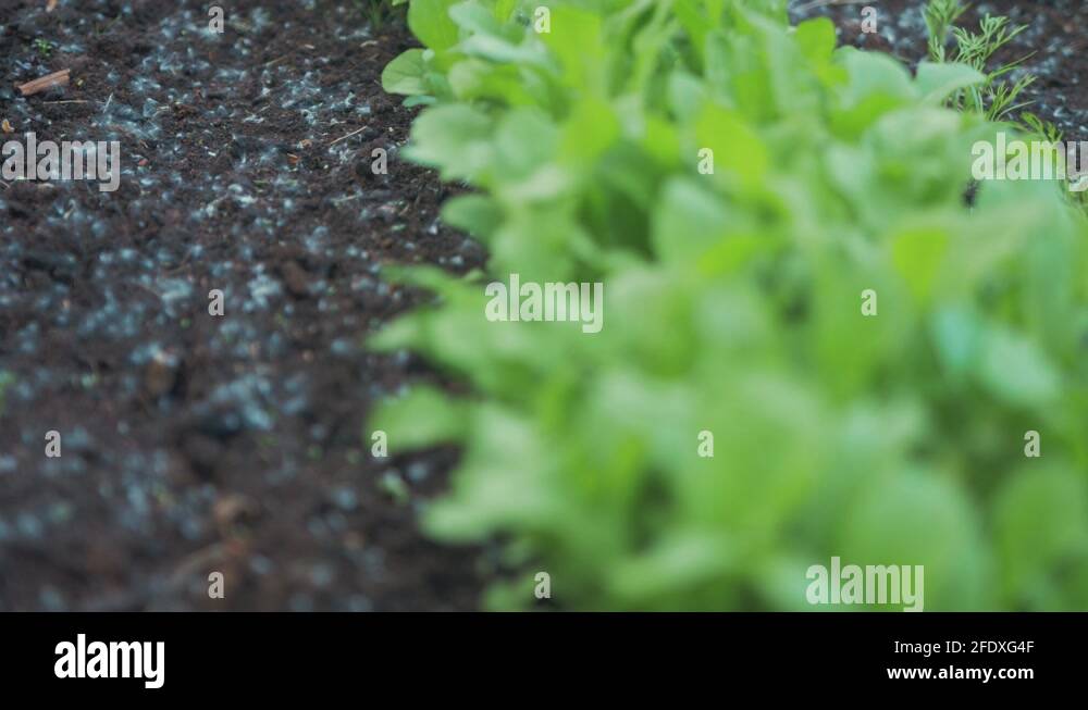 Furry plant Stock Videos & Footage - HD and 4K Video Clips - Alamy