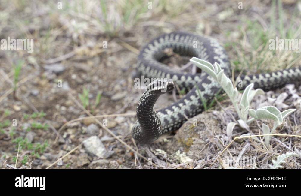 Venomous snake teeth Stock Videos & Footage - HD and 4K Video Clips - Alamy