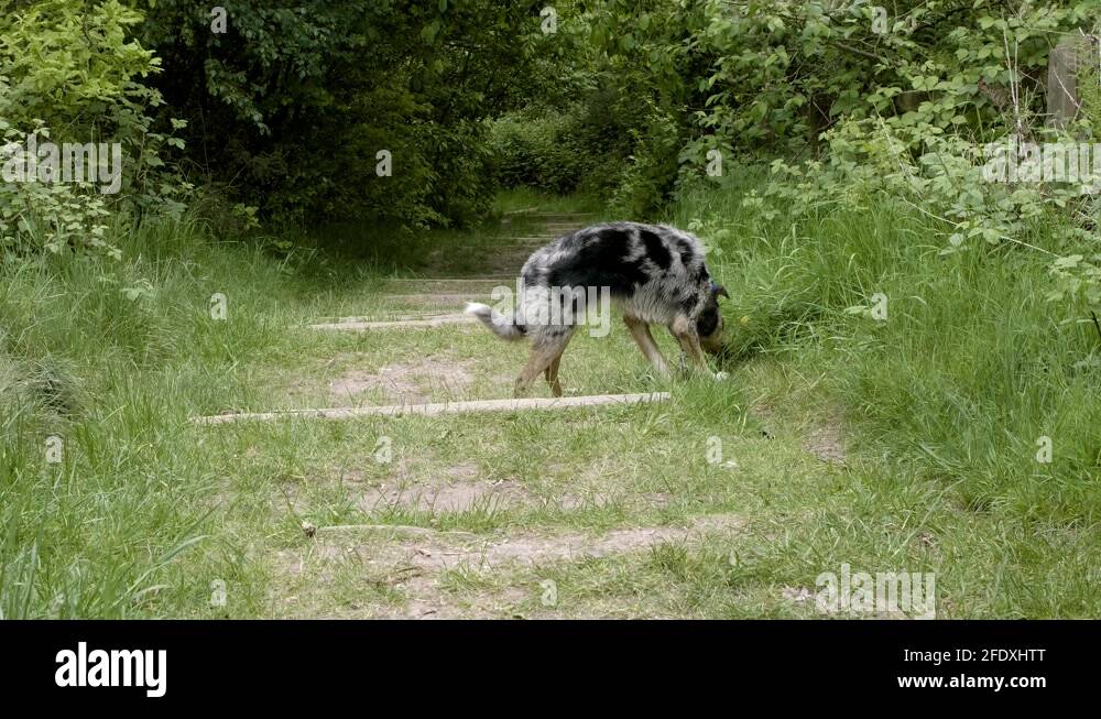 Blue Merle border collie descending natural stairs Stock Video Footage ...