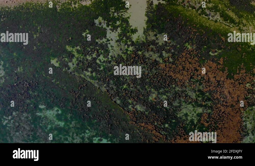 Algae black sea red green Stock Videos & Footage - HD and 4K Video Clips - Alamy