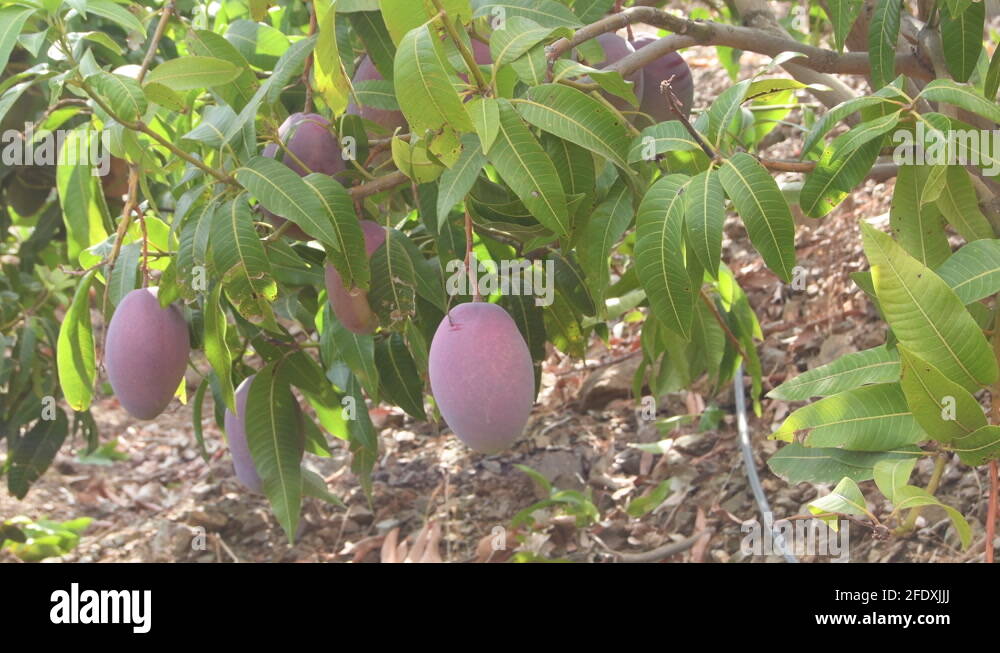 Mango tree mangoes Stock Videos & Footage - HD and 4K Video Clips - Alamy