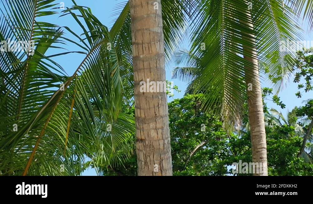 Saw palmetto palm trees Stock Videos & Footage - HD and 4K Video Clips ...