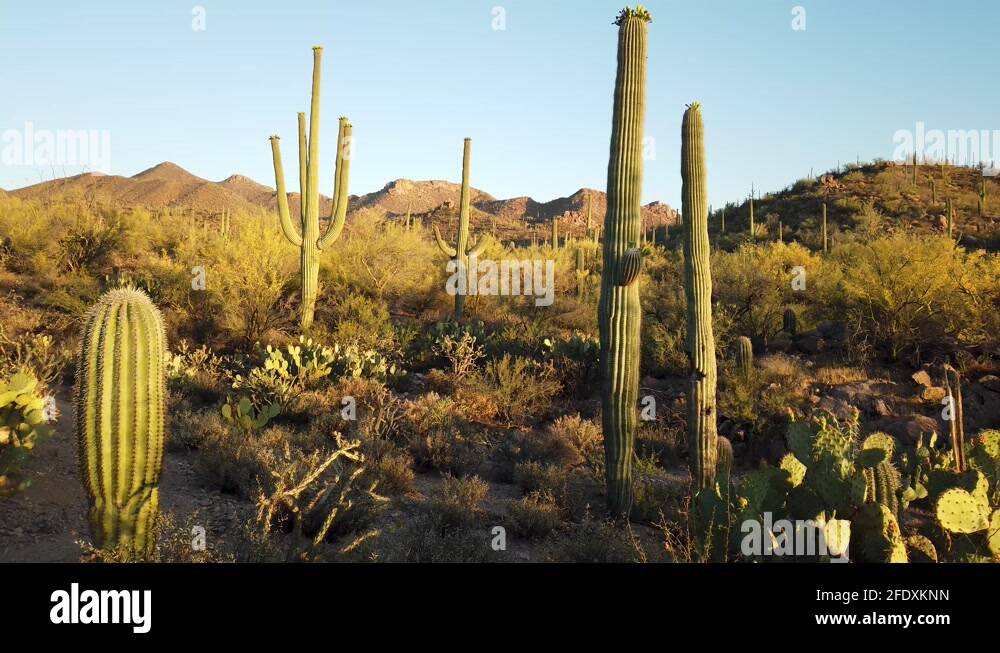 Giant Saguaro Cactus Saguaro National Park Stock Videos And Footage Hd