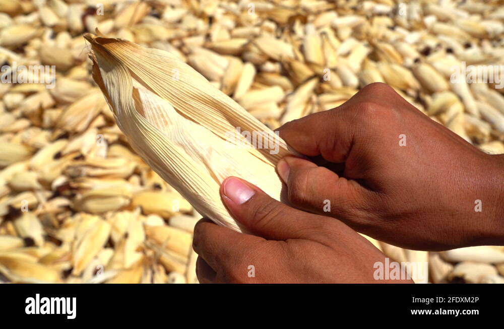 Dried white corn Stock Videos & Footage - HD and 4K Video Clips - Alamy