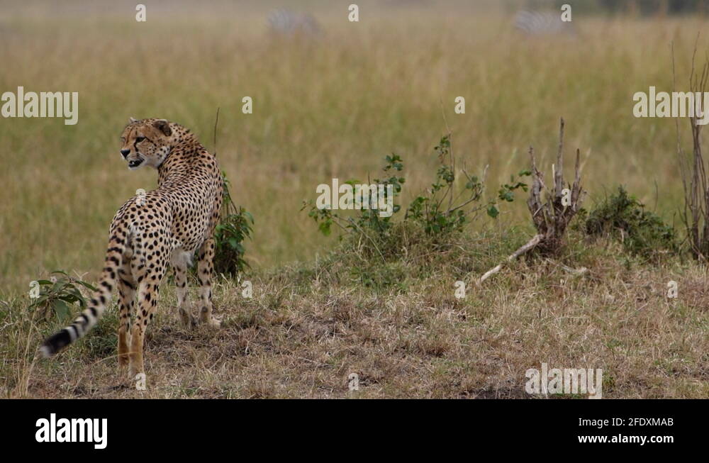 Alert animal big cat hunt Stock Videos & Footage - HD and 4K Video ...