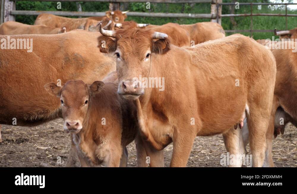 Red eye bull Stock Videos & Footage - HD and 4K Video Clips - Alamy