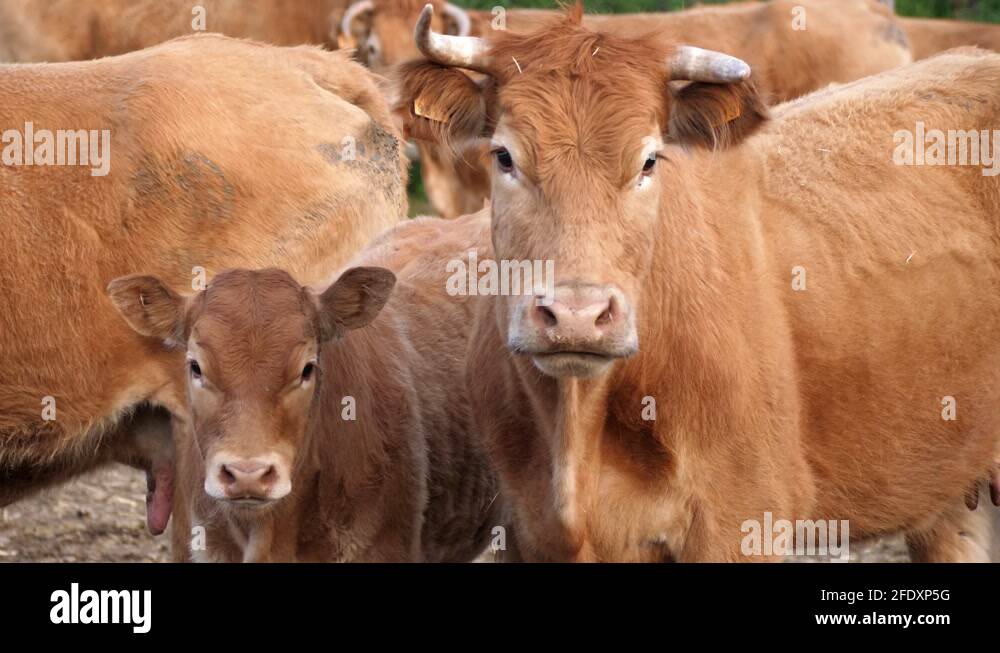 Steer cow Stock Videos & Footage - HD and 4K Video Clips - Alamy