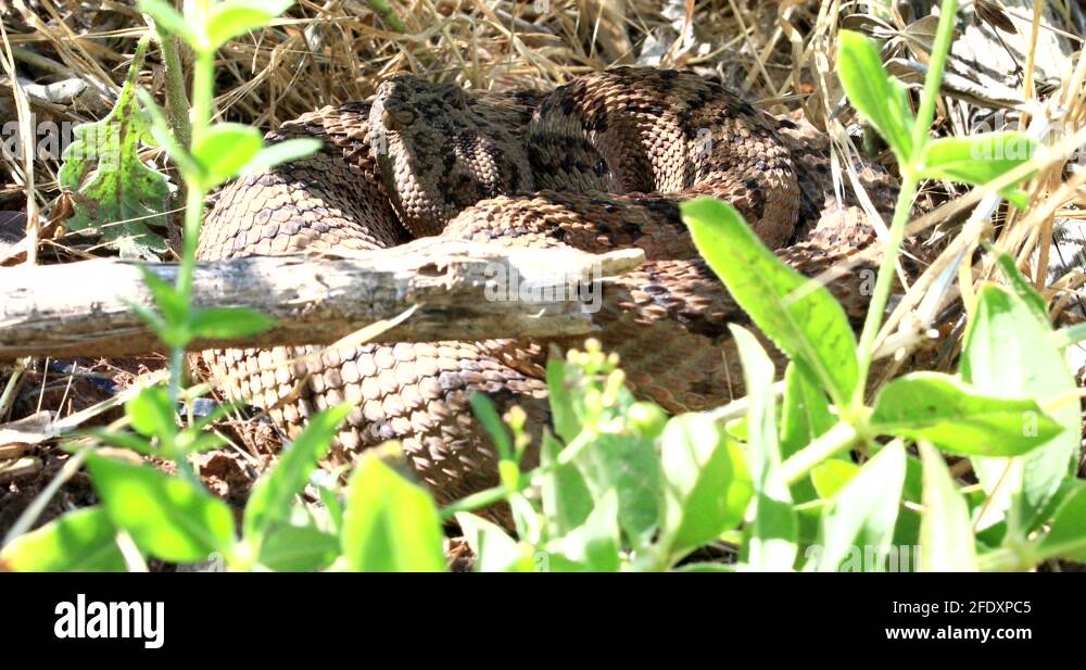 Sleeping rattlesnake Stock Videos & Footage - HD and 4K Video Clips - Alamy