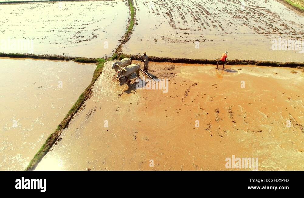 indian farmer faming with ake single man Stock Video Footage - Alamy