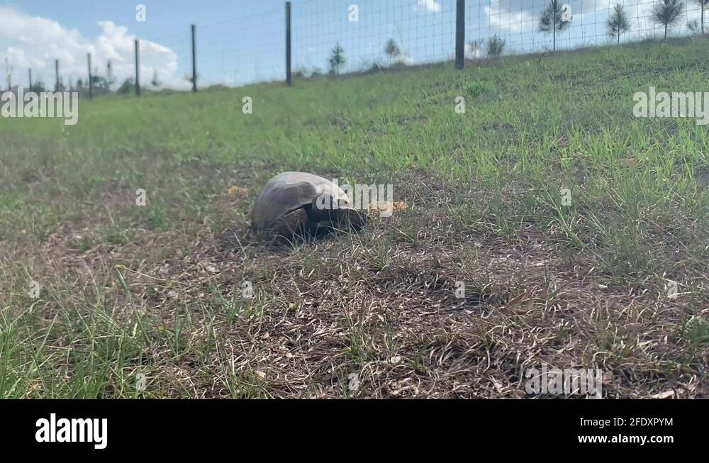 Tortoise turtle Stock Videos & Footage - HD and 4K Video Clips - Alamy