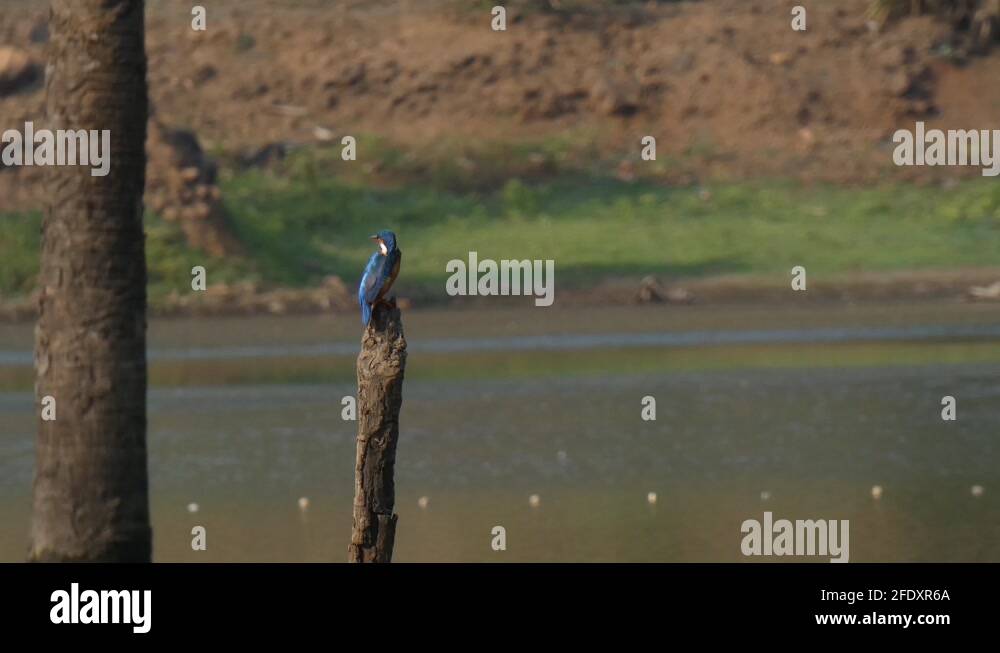 Kingfisher hunting fish Stock Videos & Footage - HD and 4K Video Clips ...