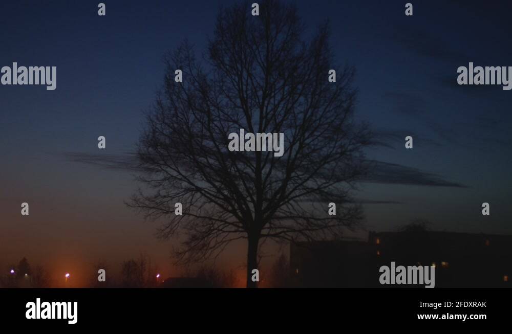 Evening tree silhouette Stock Videos & Footage - HD and 4K Video Clips ...