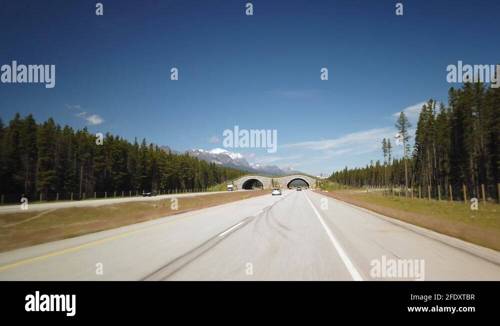 Banff national park crossing animal Stock Videos & Footage - HD and 4K ...