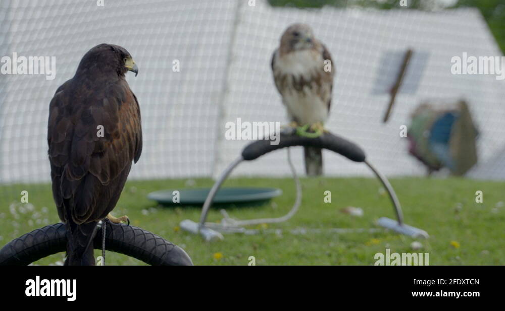 Facing birds Stock Videos & Footage - HD and 4K Video Clips - Alamy