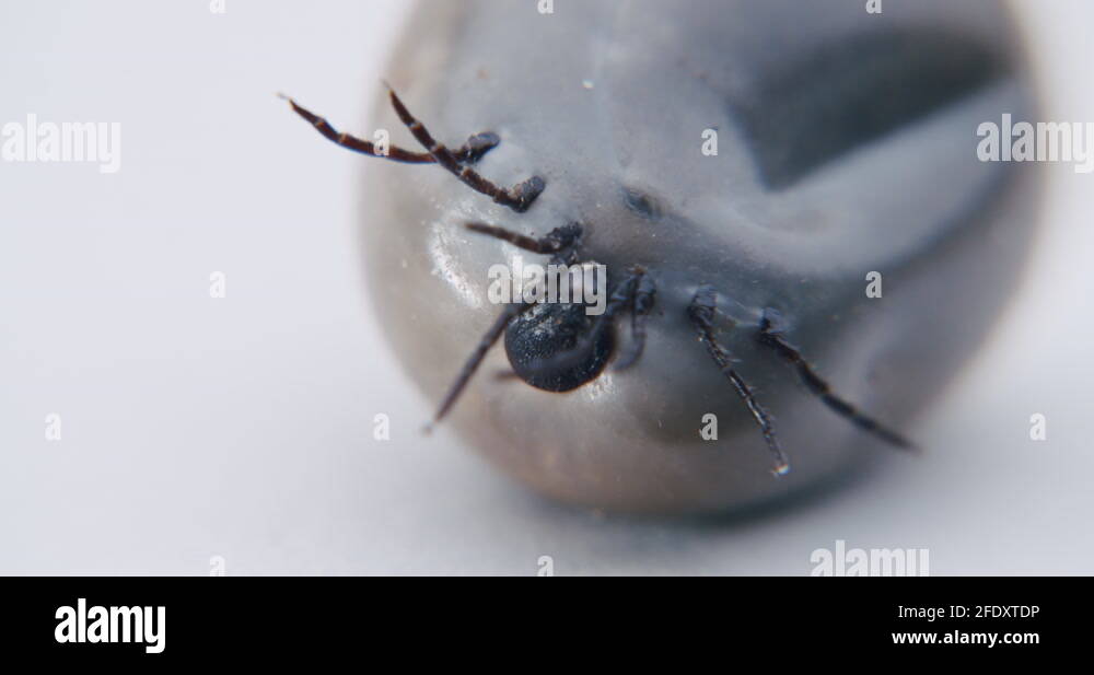 Soft tick insect Stock Videos & Footage - HD and 4K Video Clips - Alamy