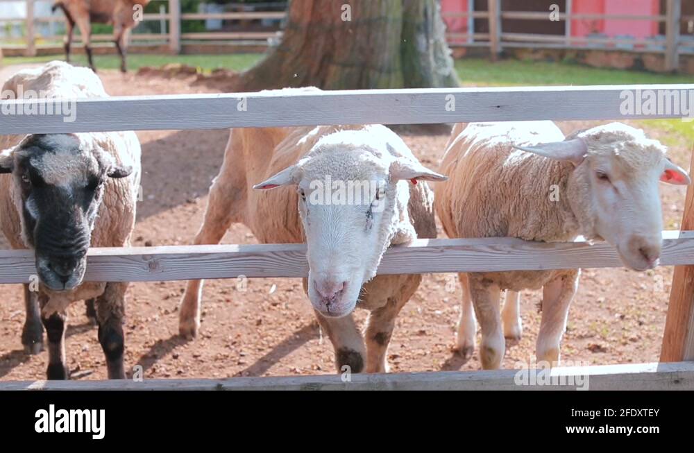 Breeding farm animals in the paddock on the farm Stock Video Footage ...