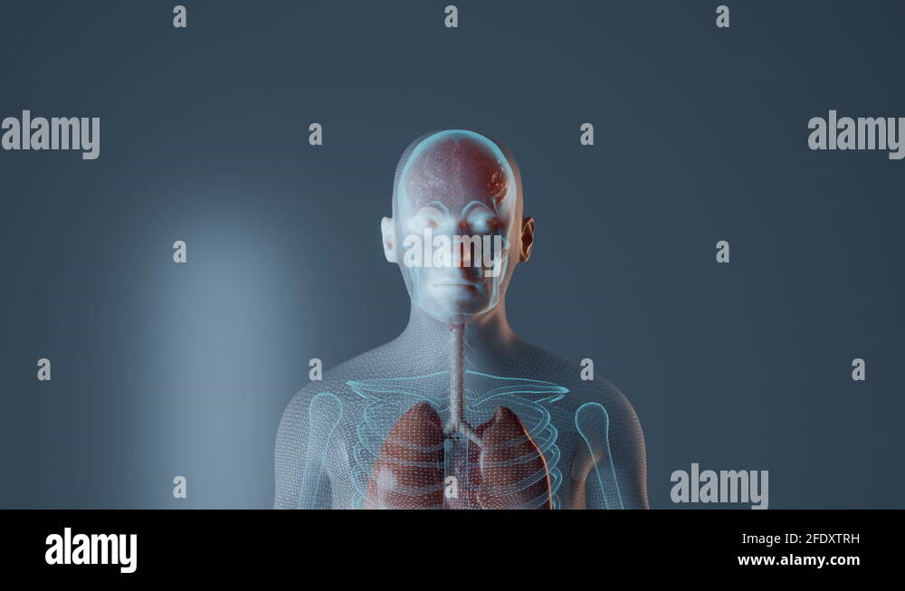 Male abdomen anatomy Stock Videos & Footage - HD and 4K Video Clips - Alamy