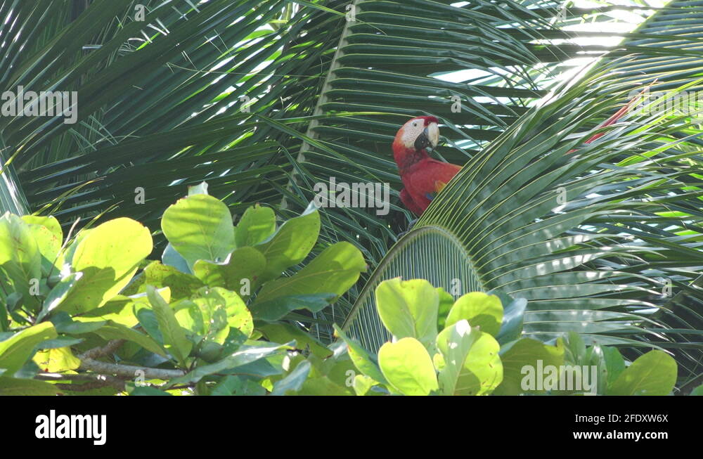 Macaw palm leaf Stock Videos & Footage - HD and 4K Video Clips - Alamy