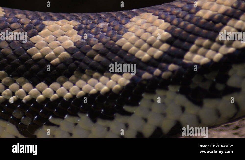 Body of the snake Stock Videos & Footage - HD and 4K Video Clips - Alamy