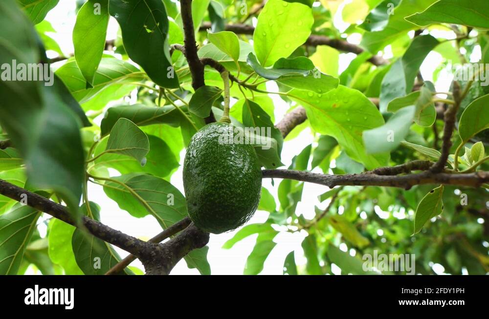 Mexico fruit tree Stock Videos & Footage - HD and 4K Video Clips - Alamy