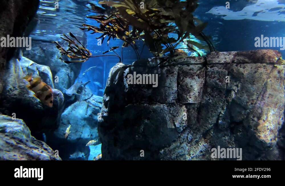 Water tank for wild animals Stock Videos & Footage - HD and 4K Video ...